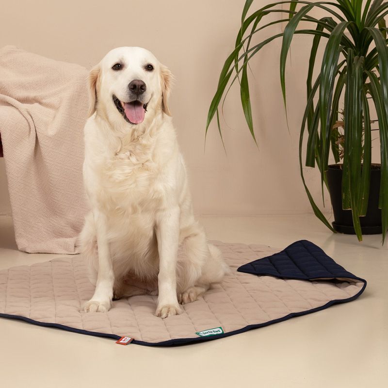 Hundedecken - sauber, bequem & geruchsfrei | Doctor Bark